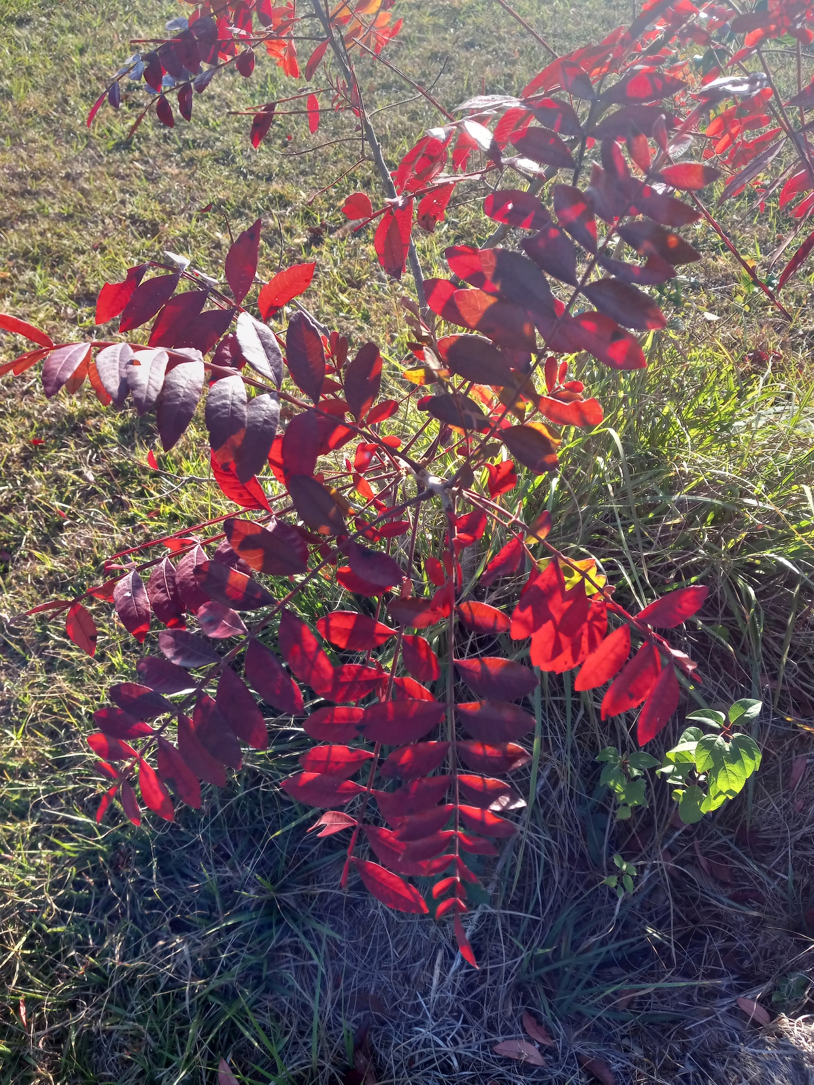 Winged Sumac - Native Perennial - Great Fall Colors - Edible Uses - Etsy