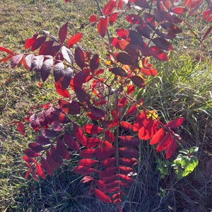 Winged Sumac - Native Perennial - Great Fall Colors - Edible Uses - Etsy