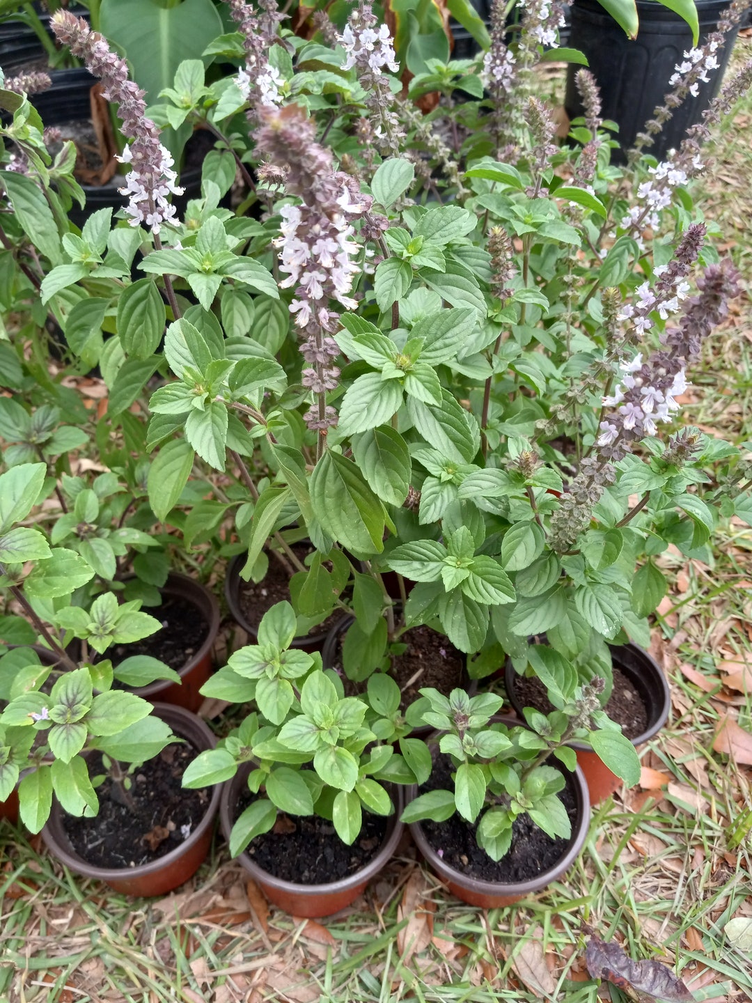 African Blue Basil - Perennial - 1 Live Plant - Etsy