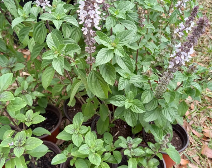 African Blue Basil - Perennial - 1 Live Plant - Etsy