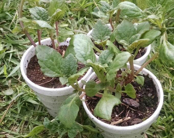 African Potato Mint - Plectranthus Rotundifolius - 1 Potted Plant - Etsy