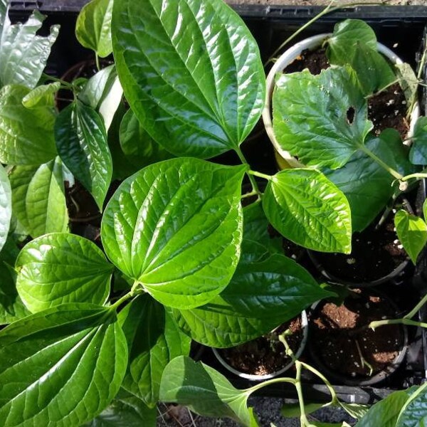 Herb Plants - Etsy