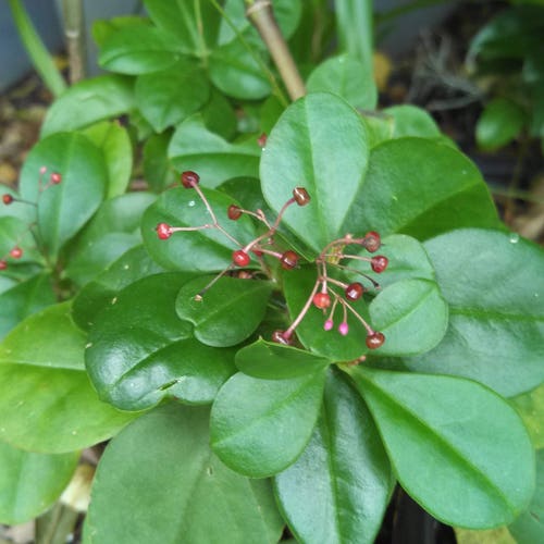 Jewels of Opar ''limon'' Limon Talinum - Etsy