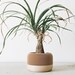 Indoor Wood Planter APPLE Original Gift for Plant Lovers - Etsy