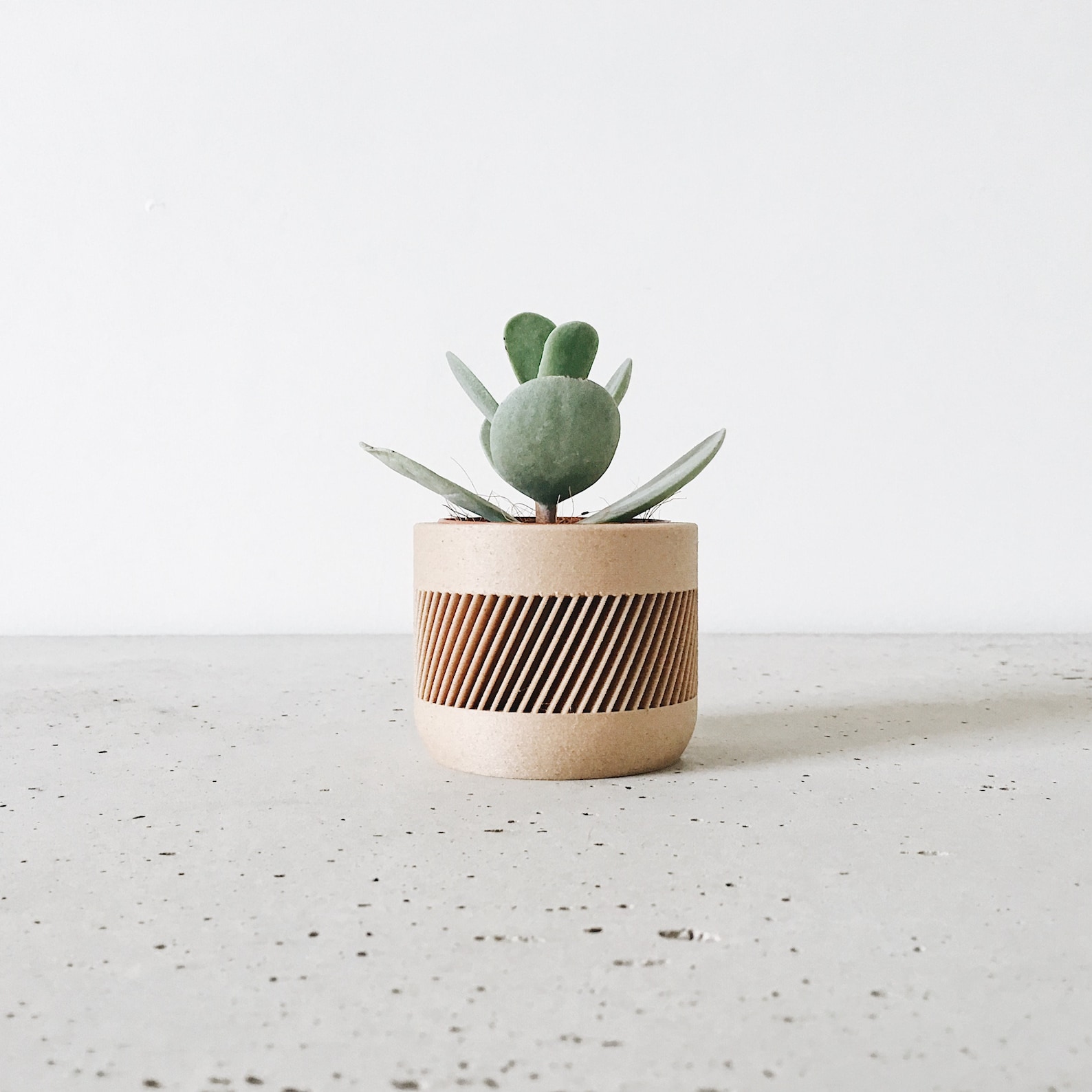 Indoor Planter Perfect for Succulent and Cactus - THERMA - Original ...