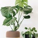 Indoor Wood Planter - APPLE - Original Gift for Plant Lovers ! - Etsy