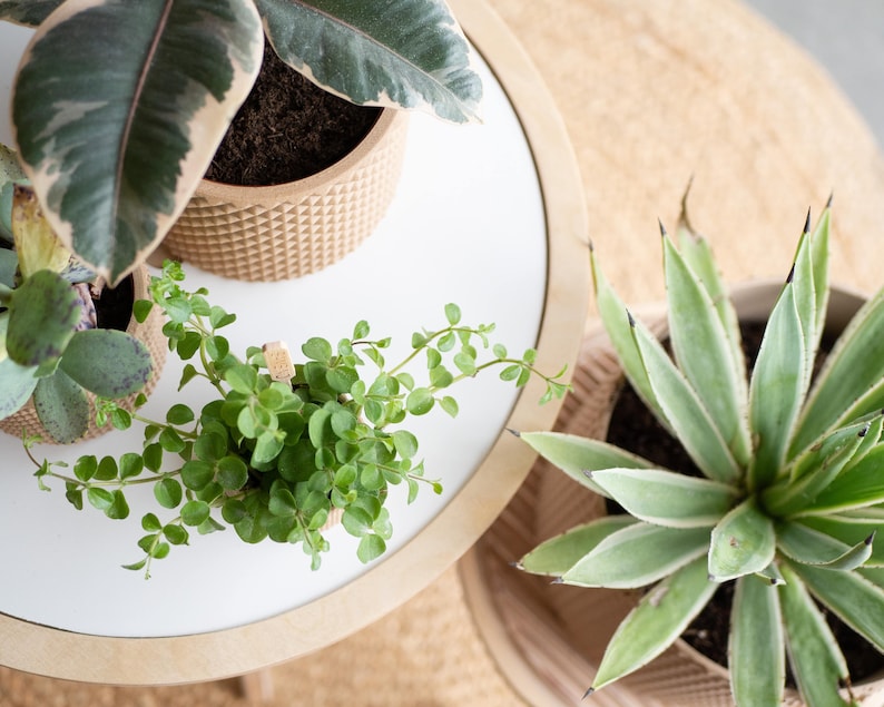 Large Indoor Planter - PIKO - Wood - for Green Plant Cactus and ...