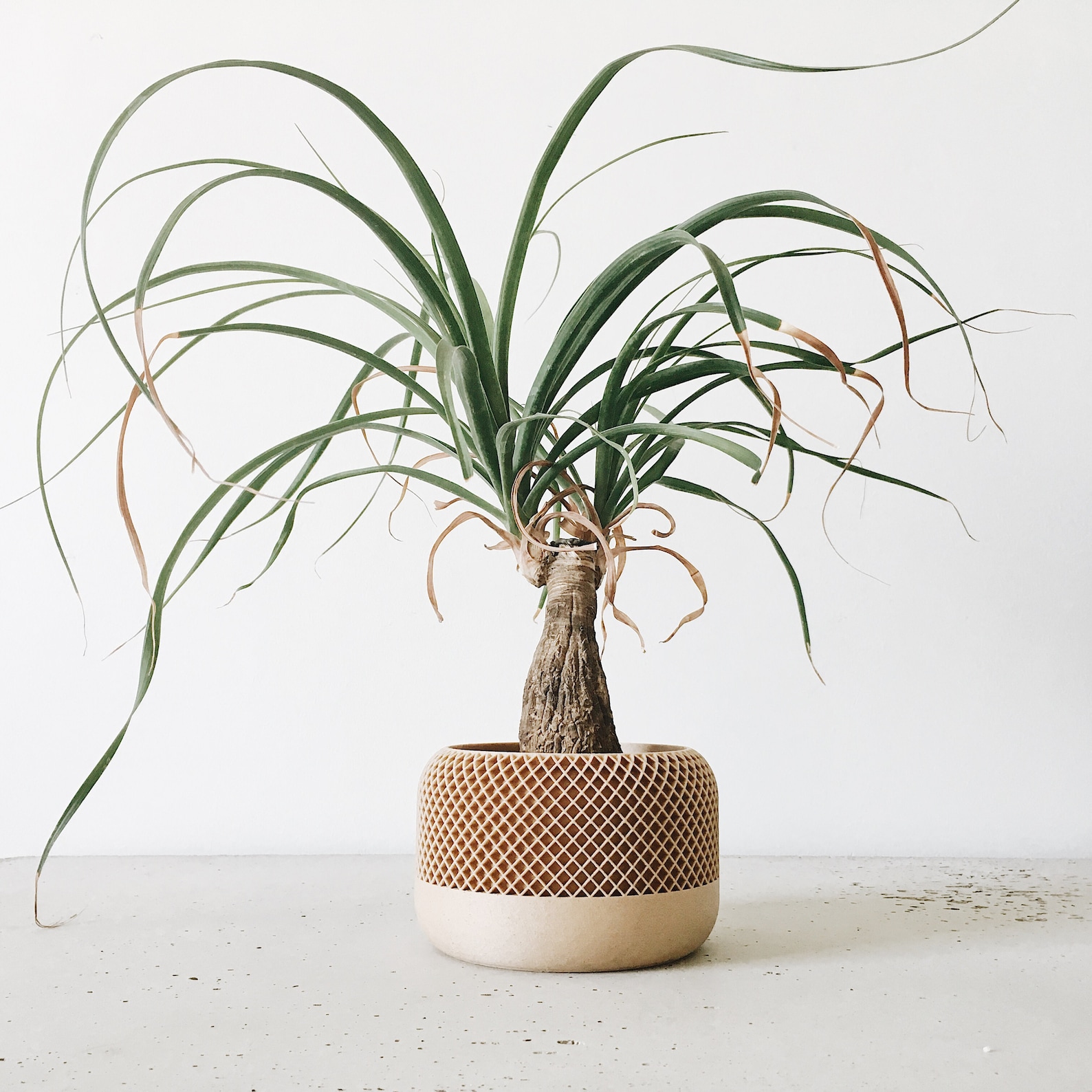 Indoor Wood Planter APPLE Original Gift for Plant Lovers | Etsy