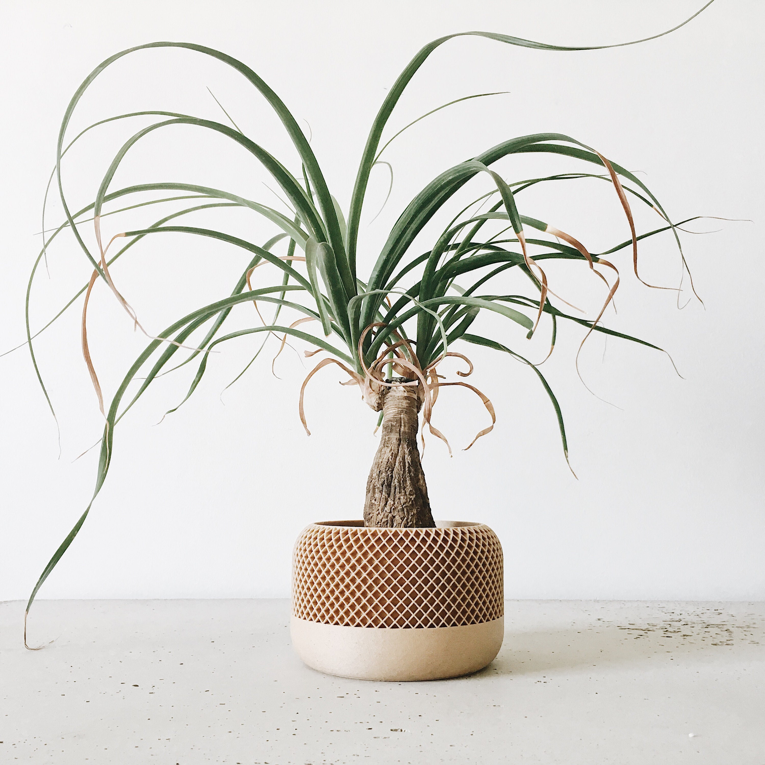 Indoor Wood Planter APPLE Original Gift for Plant Lovers | Etsy