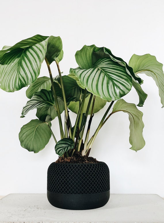 Large Indoor Planter APPLE for Plant Lovers Original Planter | Etsy