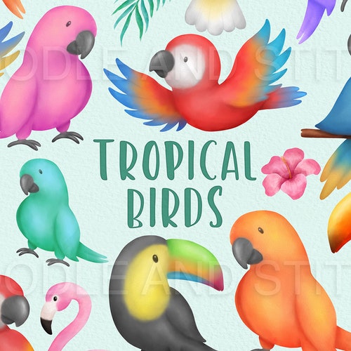 Tropical Birds Watercolor Clipart Birds of Paradise Clip Art - Etsy