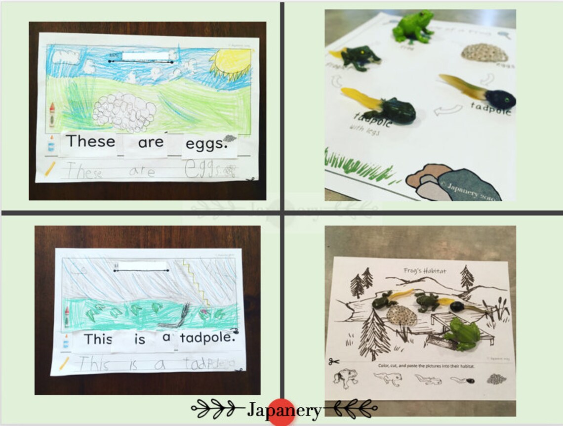Tadpole to Frog: Unit Study Bundle Learning Activity Digital | Etsy