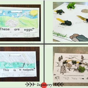Tadpole to Frog: Unit Study Bundle | Learning Activity Digital ...