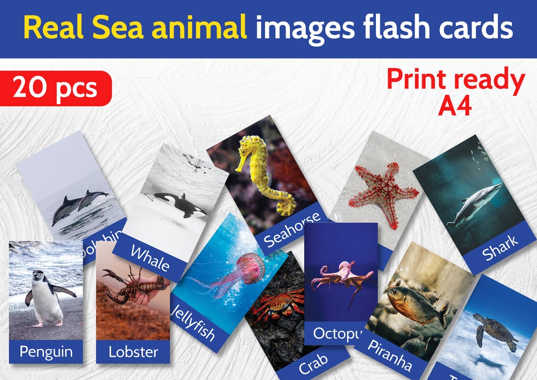 Sea Animals Flashcard Real Pictures, Sea Animals Flashcard Printable ...