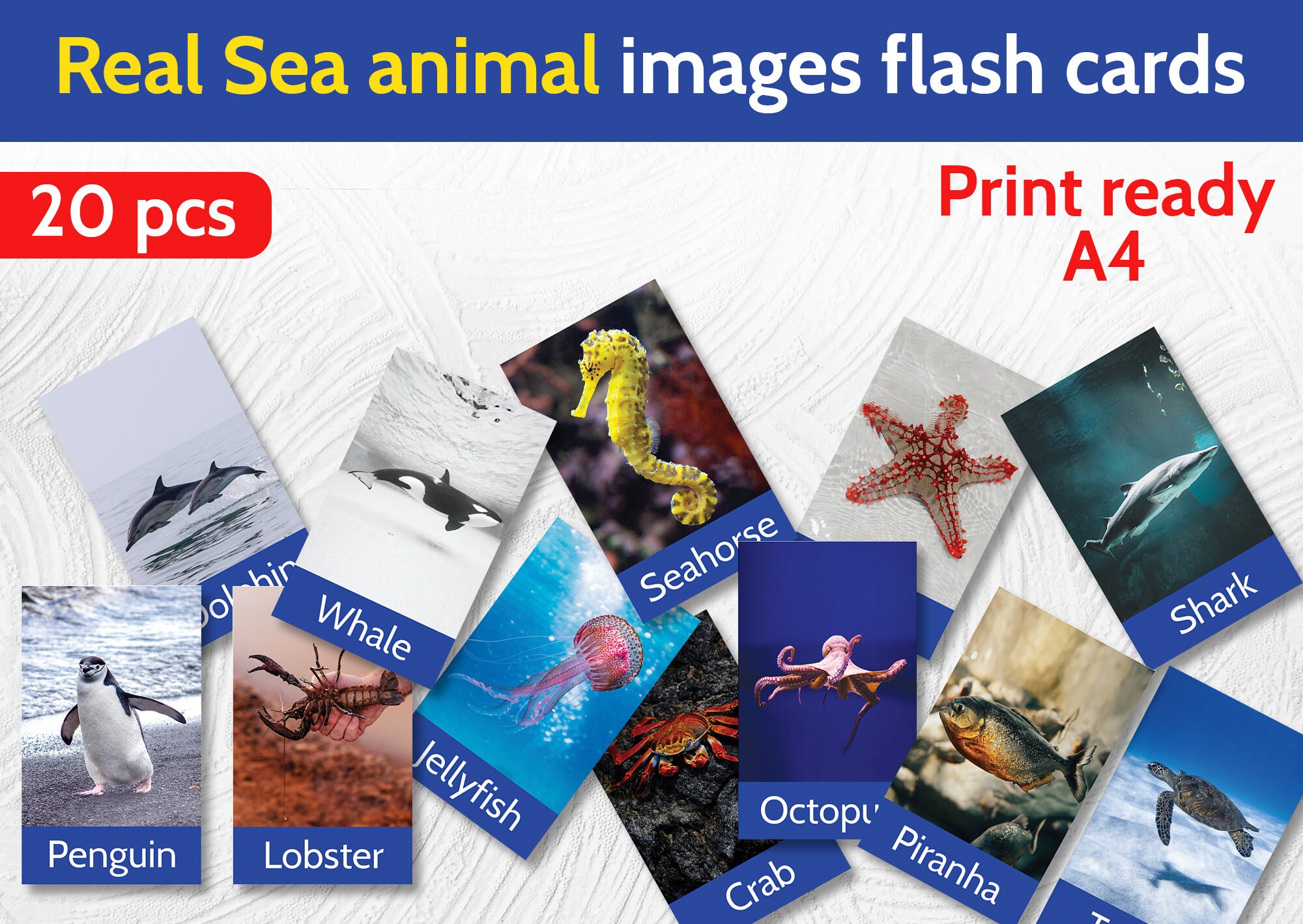 Sea Animals Flashcard Real Pictures, Sea Animals Flashcard Printable ...