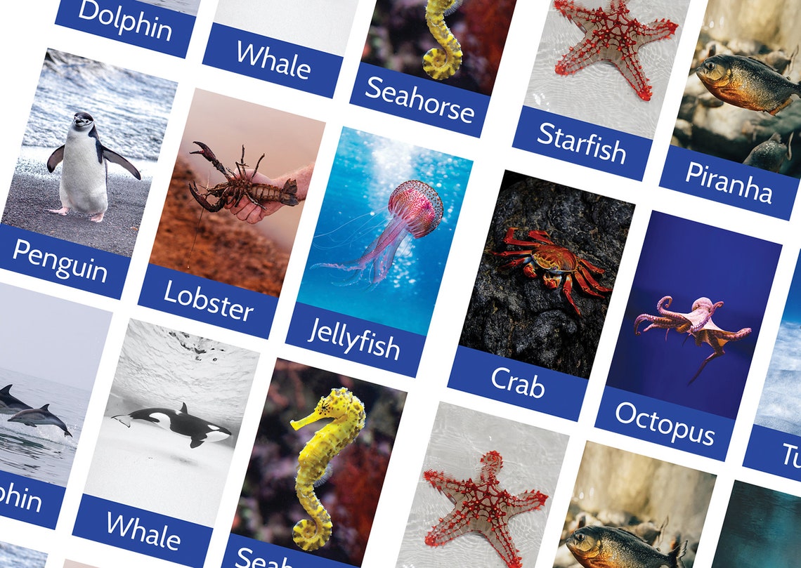 Sea Animals Flashcard Real Pictures, Sea Animals Flashcard Printable ...