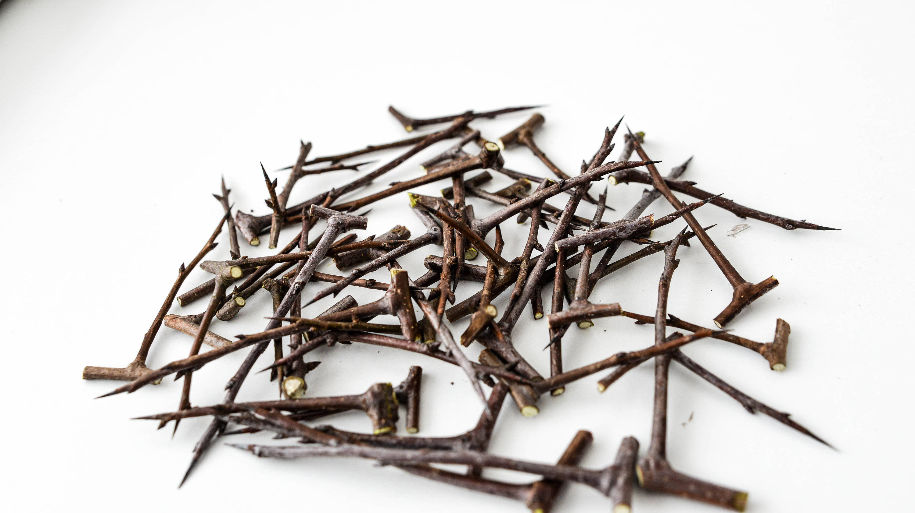 Thorny Branches of Blackthorn Needles Spells of Witchcraft - Etsy