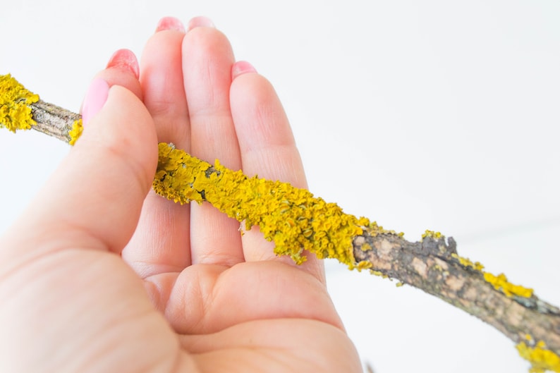Branches With Yellow Lichen Material for Terrarium Lichen | Etsy