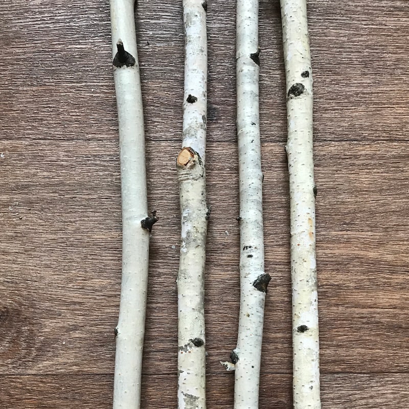 White Birch Branches - Etsy