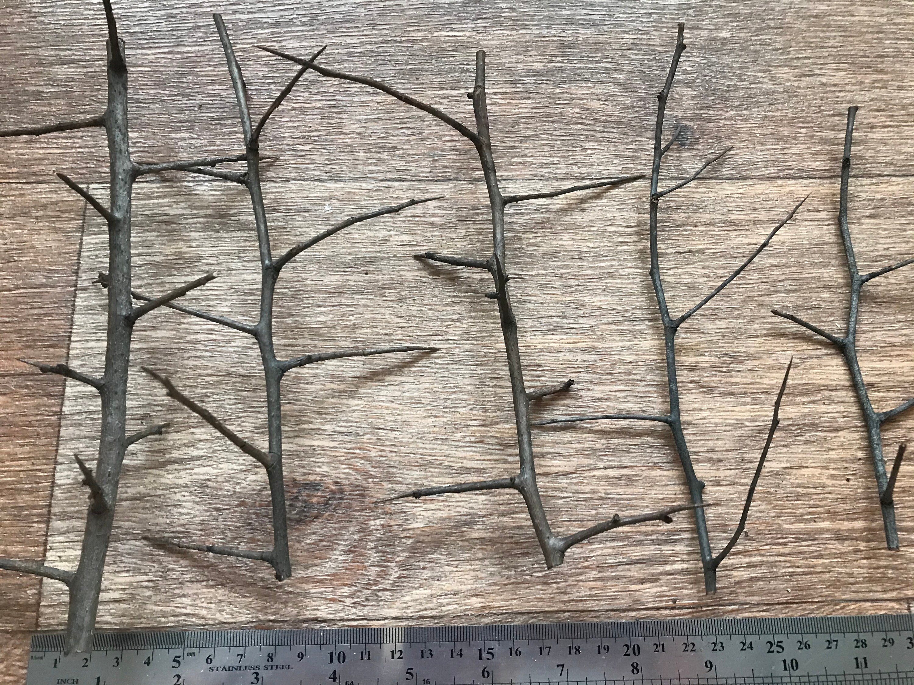 Dried Wild Pear Branches: Thorny Pagan Tree Decor - Etsy