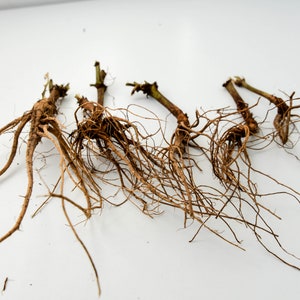 Wooden Decor, Dry Plant Roots, Floral Material, Vase Filler, Roots ...