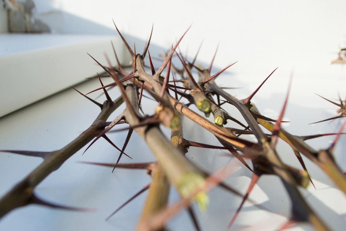 Dried Wild Pear Branches: Thorny Pagan Tree Decor - Etsy