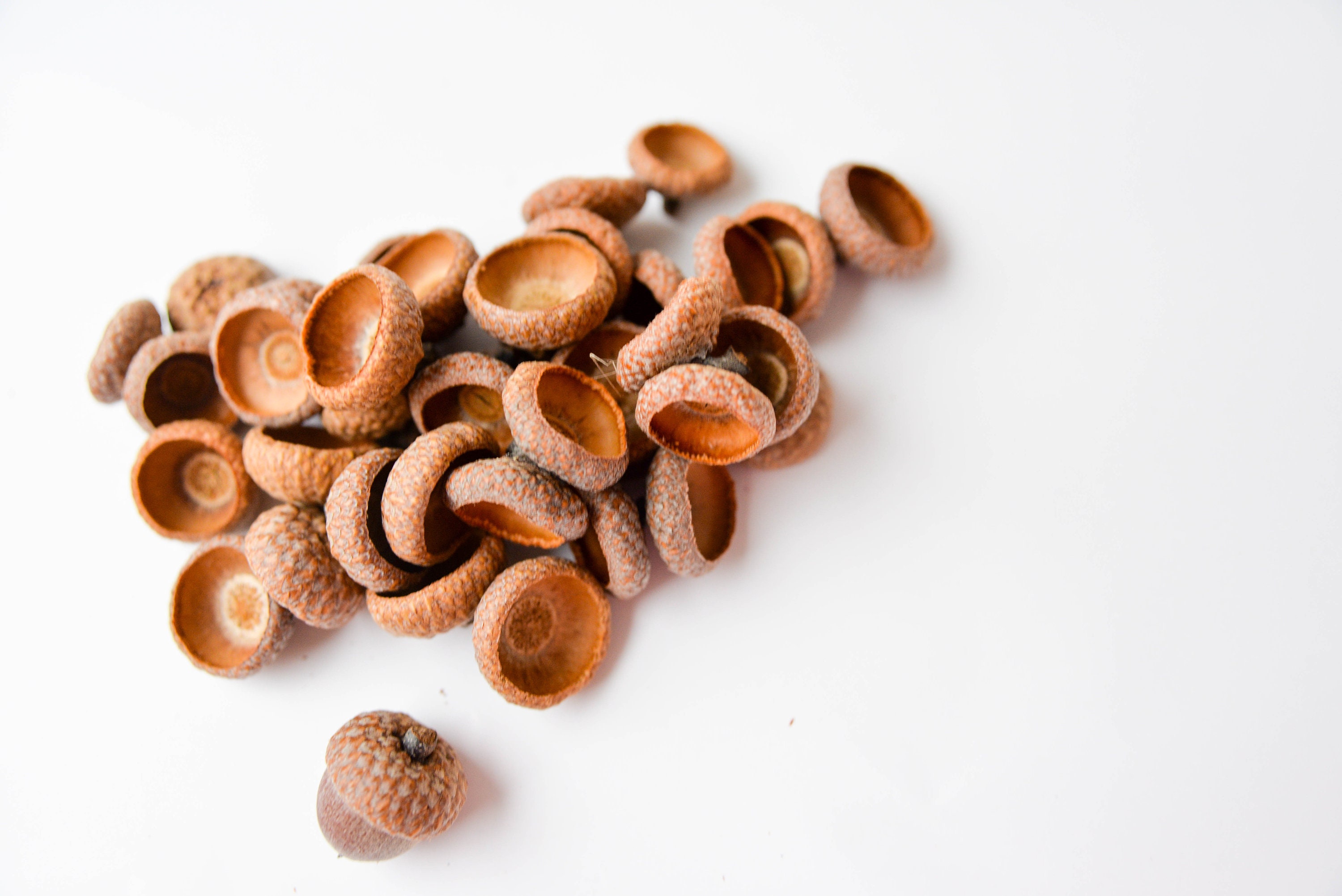 50 Acorn Caps Wooden Decor Floristry Natural Material | Etsy