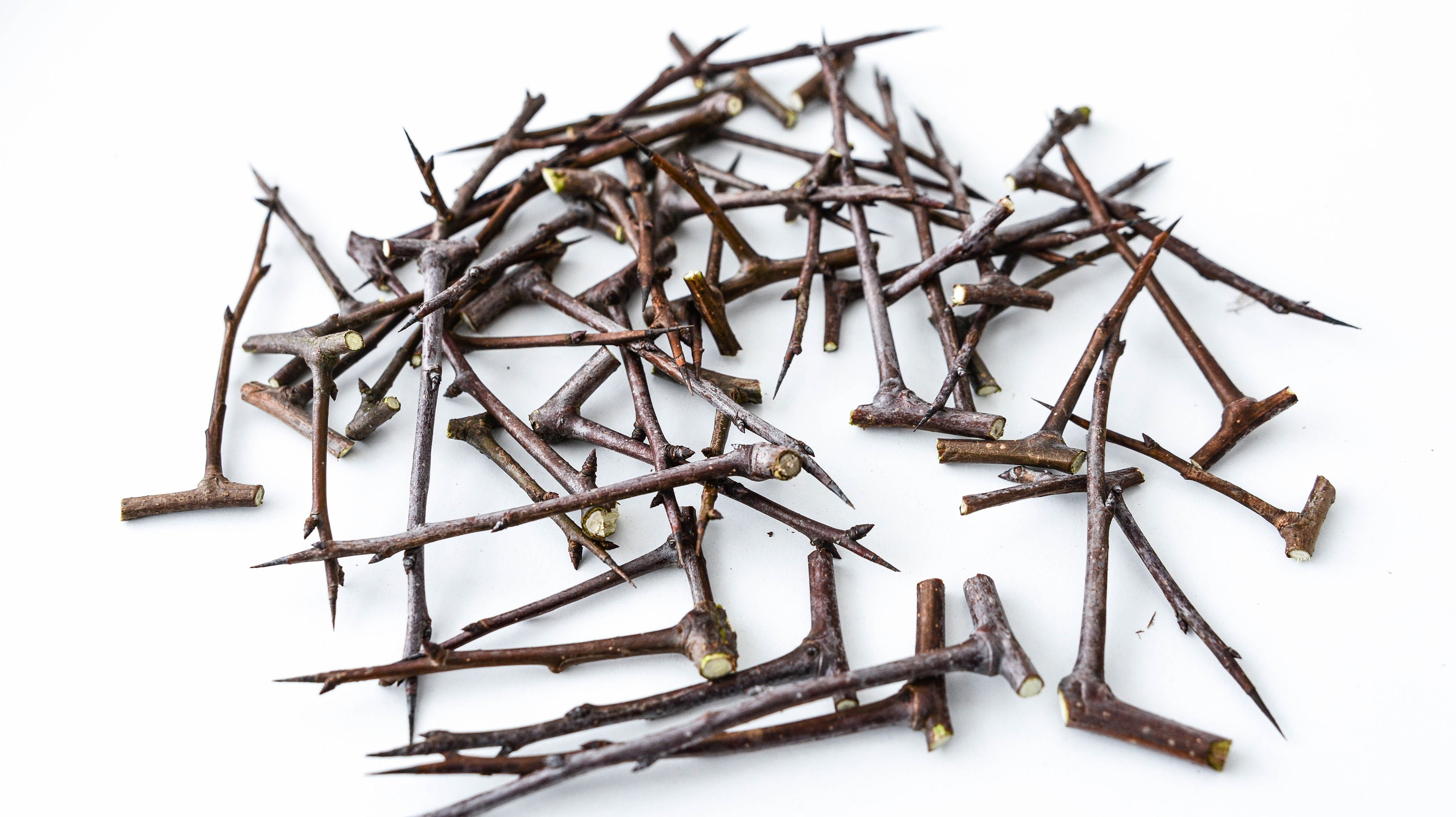 Thorny Branches of Blackthorn Needles Spells of Witchcraft - Etsy