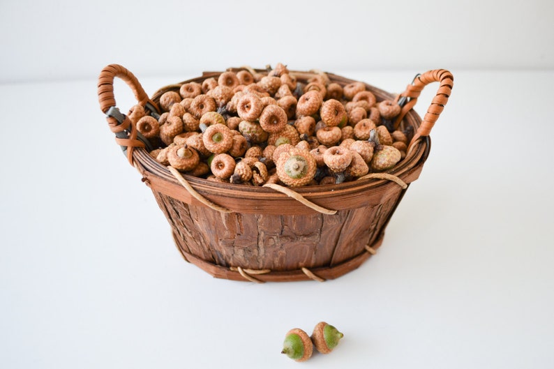 Mini Acorns, Young Acorns, a Natural Material, the Fruits of the Red ...