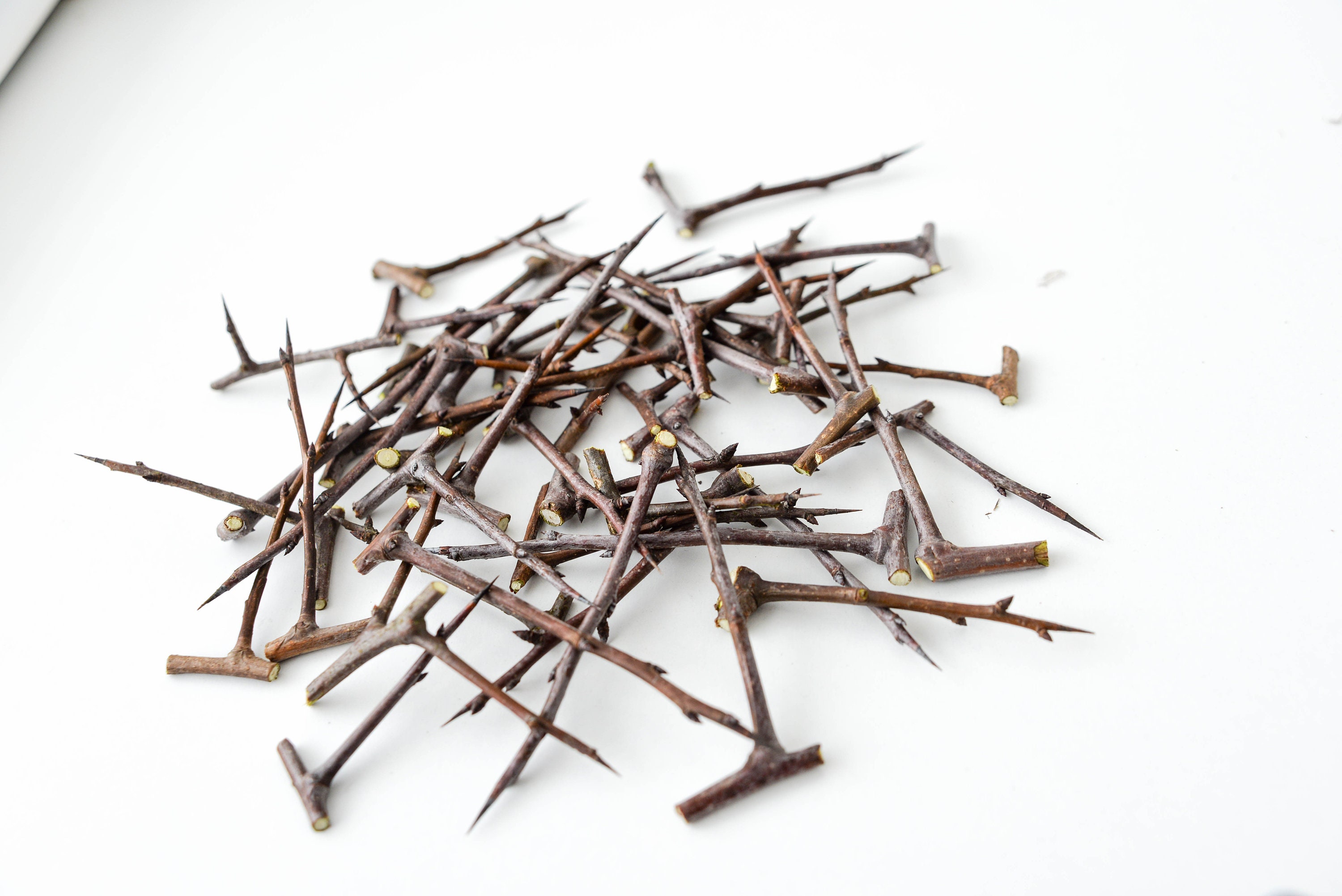 Thorny Branches of Blackthorn Needles Spells of Witchcraft - Etsy