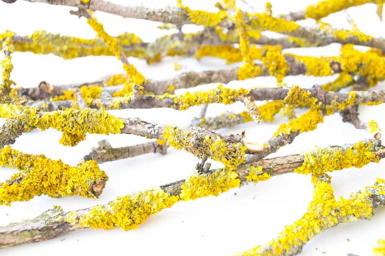 Branches With Yellow Lichen Material for Terrarium Lichen | Etsy