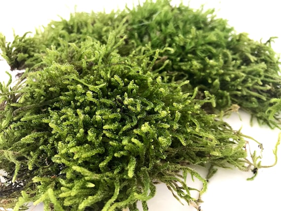 Natural Green Moss for Landscape Design. | Etsy