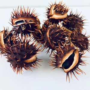10 Dried Horse Chestnuts in the Shell / Dry Plants / Christmas ...