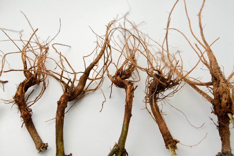 Wooden Decor Dry Plant Roots Floral Material Vase Filler - Etsy