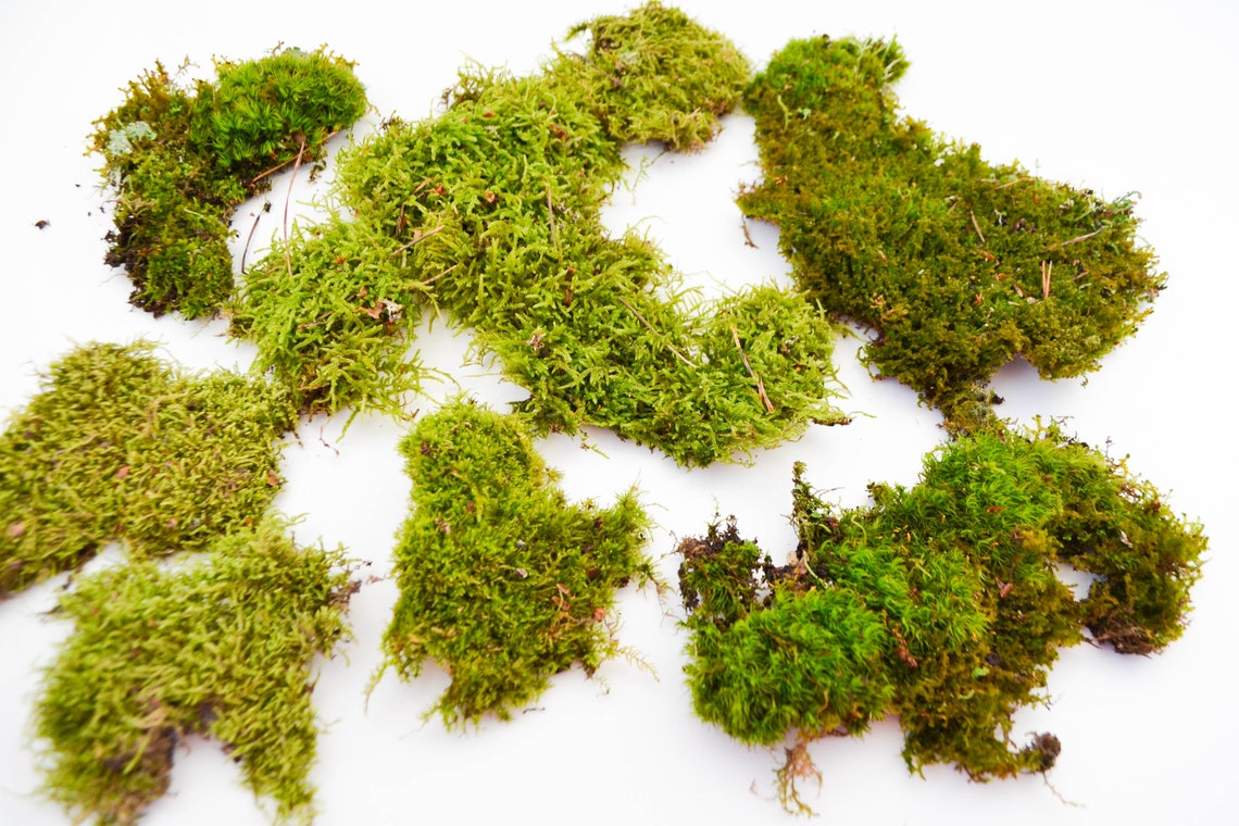 Natural Green Moss for Landscape Design. - Etsy
