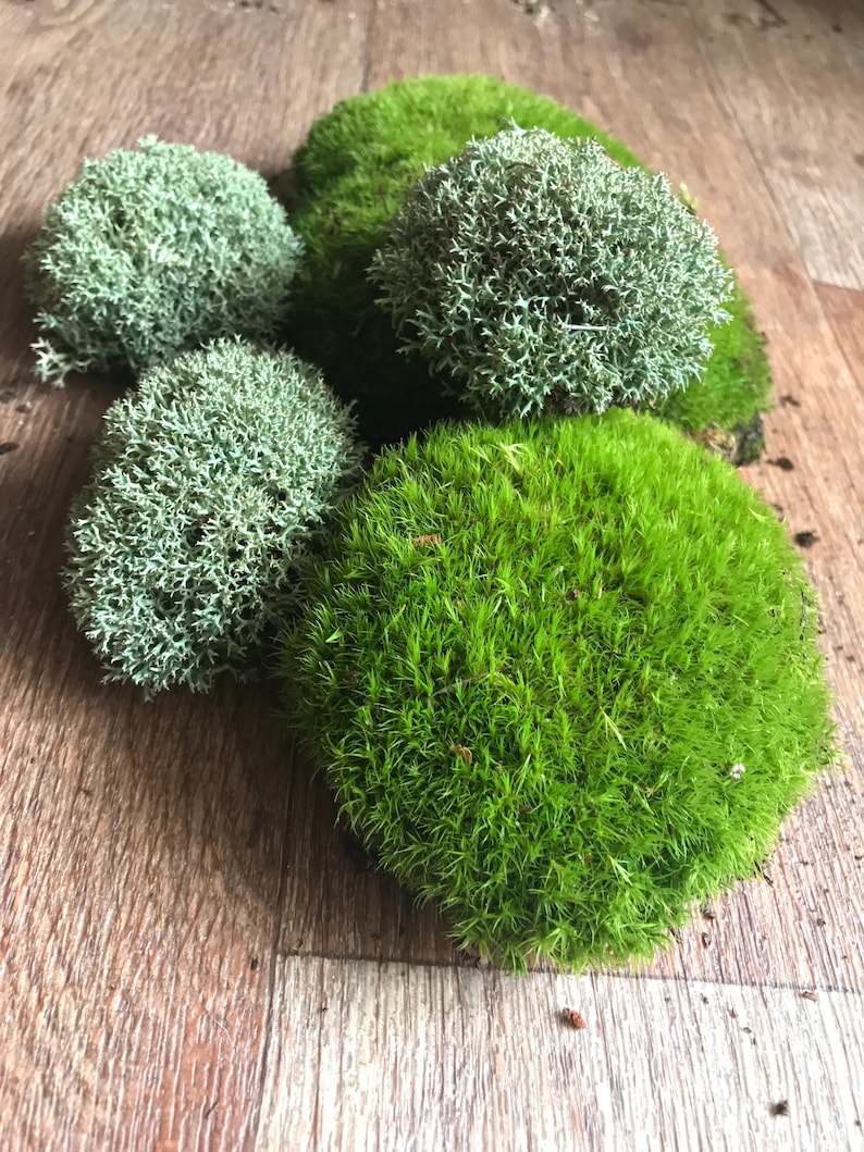 Set of Moss Bonsai Moss Live Moss Fairy Tale Garden Mini | Etsy