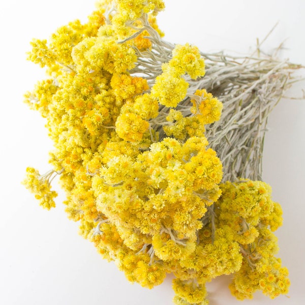 Yellow Dried Flowers - Etsy