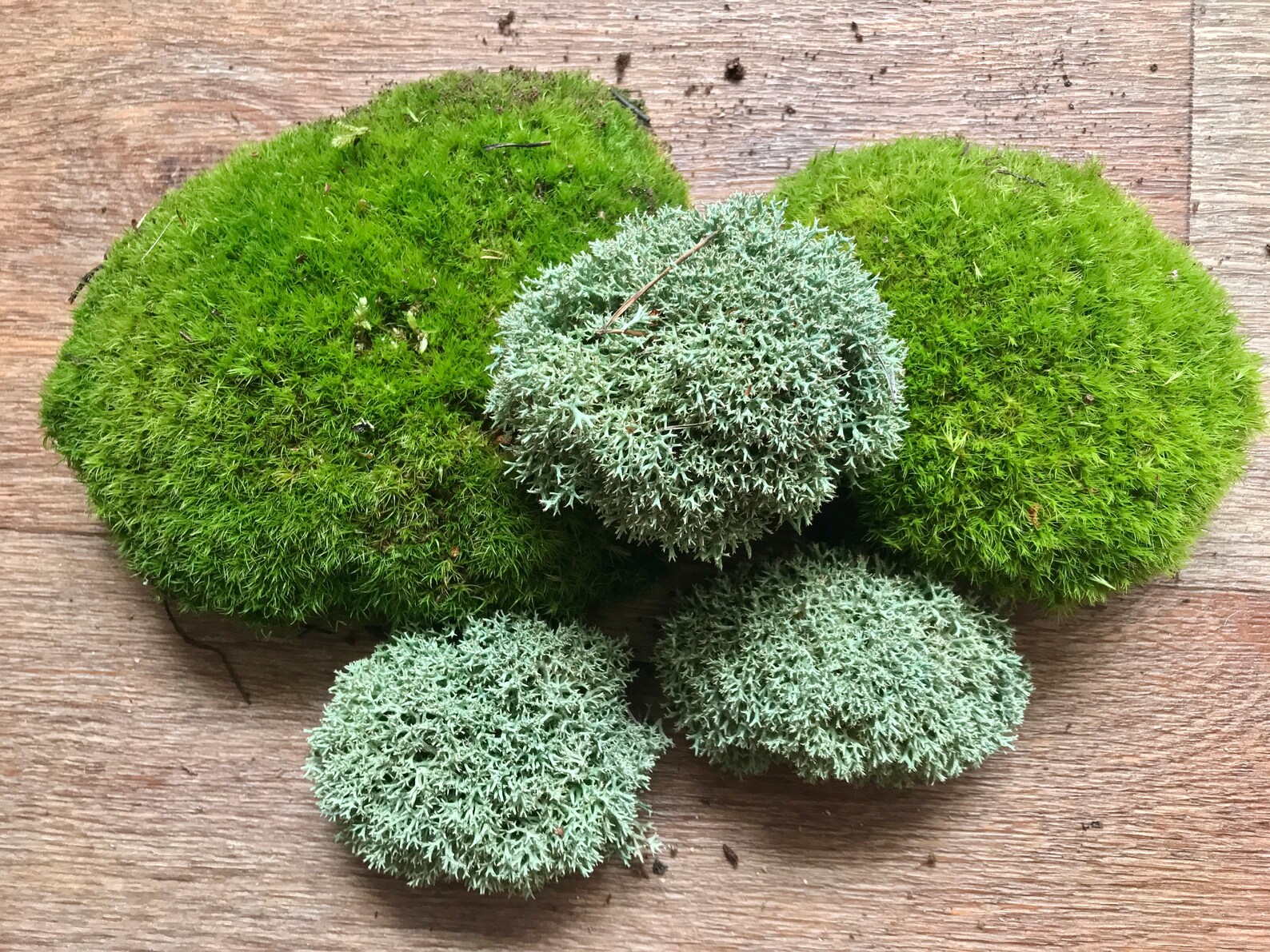 Set of Moss Bonsai Moss Live Moss Fairy Tale Garden Mini | Etsy