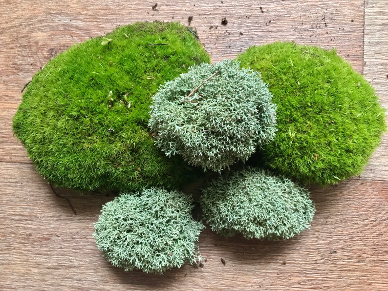 Set of Moss Bonsai Moss Live Moss Fairy Tale Garden Mini | Etsy