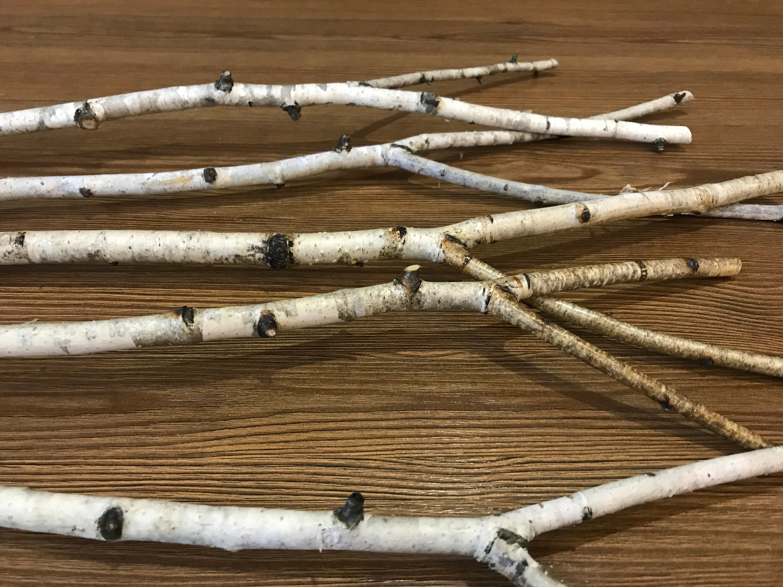 Set of 5 Birch Branches White Natural Birch Sticks Natural | Etsy