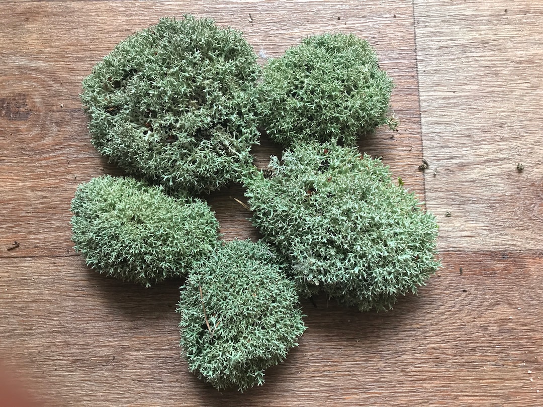 Lumpy Lichen Moss Set, Bonsai Moss, Live Moss, Fairy Garden, Mini Garden, Terrarium, Gray Moss ...