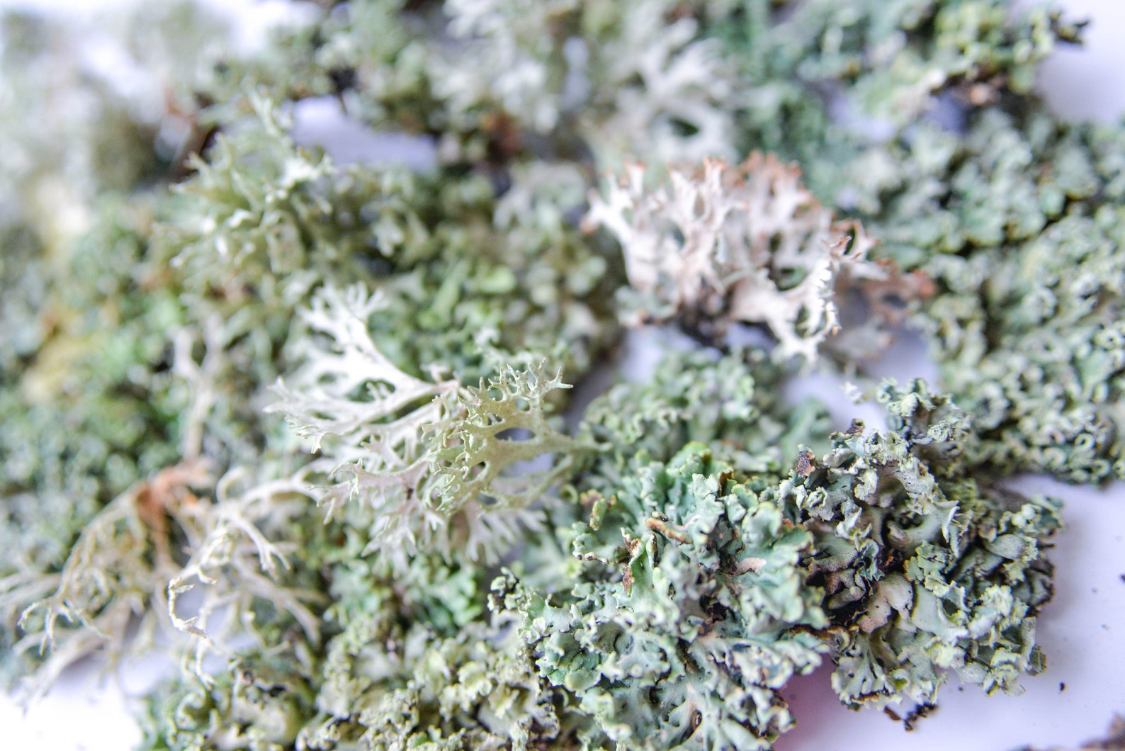 Smooth Forest Lichen Blue Moss Terarium Home Minisad | Etsy