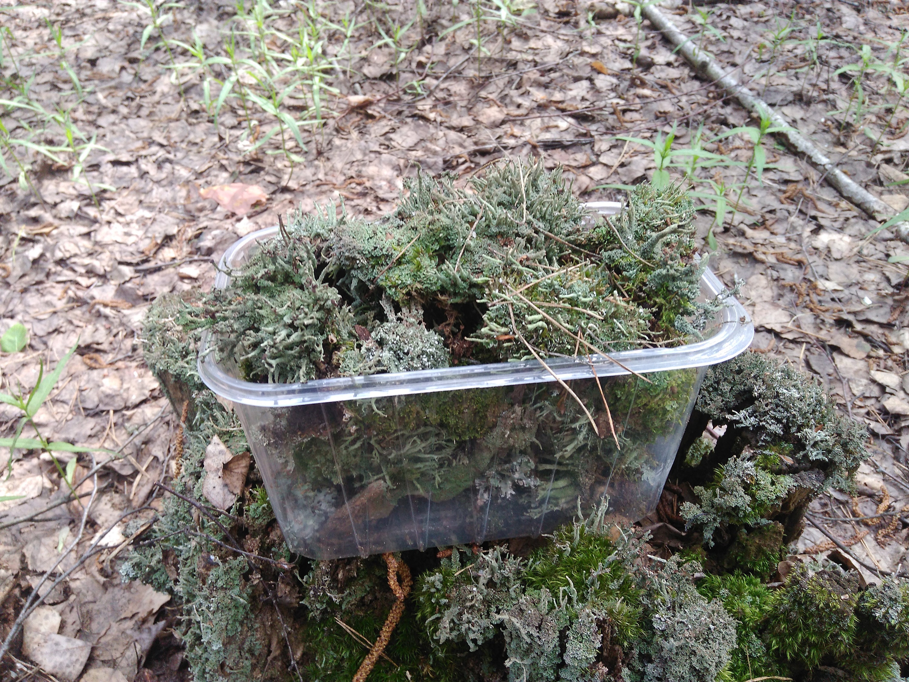 Gray Lichen / Terrarium Set / Natural Forest Decor / Forest | Etsy