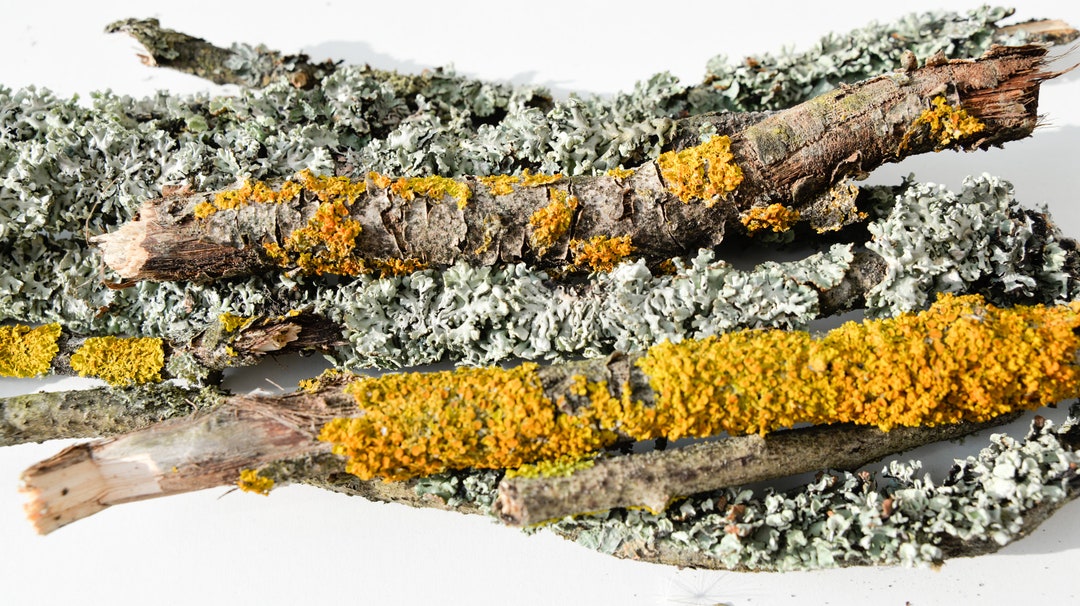 Orange and Gray Lichen Twigs (5 Pieces), a Set for a Terrarium ...