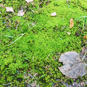 Set of Moss, Bonsai Moss, Live Moss, Fairy Garden, Mini Garden ...