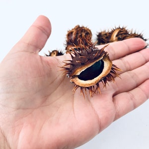10 Dried Horse Chestnuts in the Shell / Dry Plants / Christmas ...