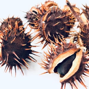 10 Dried Horse Chestnuts in the Shell / Dry Plants / Christmas ...