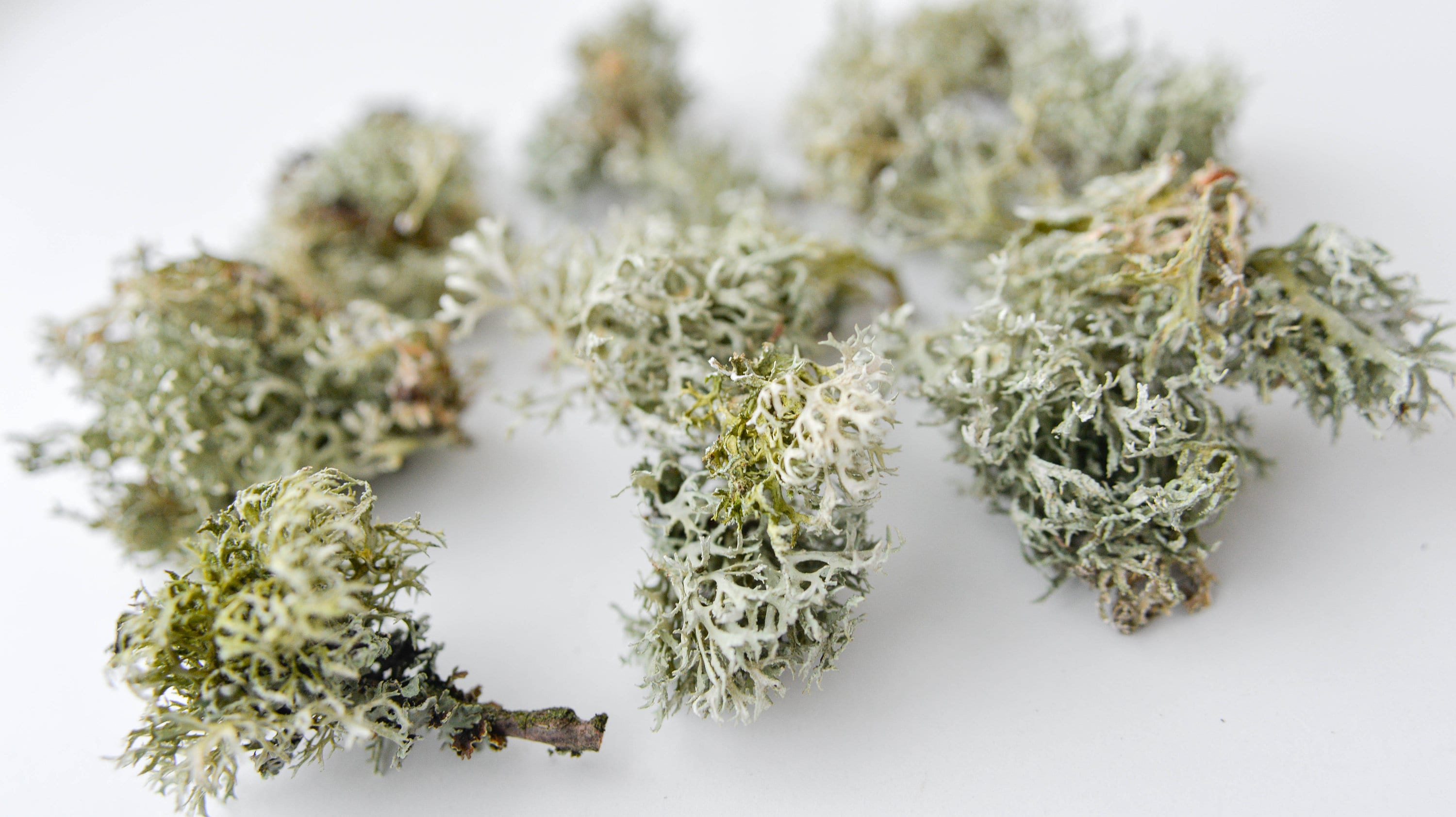 Forest Gray Lichen / Natural Material / Home Decor / for Resin ...