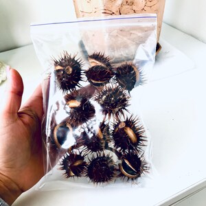 10 Dried Horse Chestnuts in the Shell / Dry Plants / Christmas ...