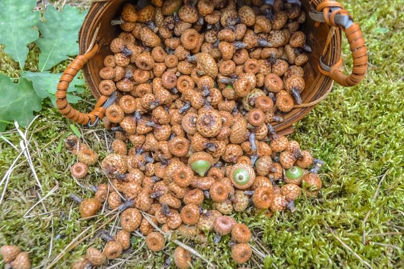 Mini Acorns, Young Acorns, a Natural Material, the Fruits of the Red ...